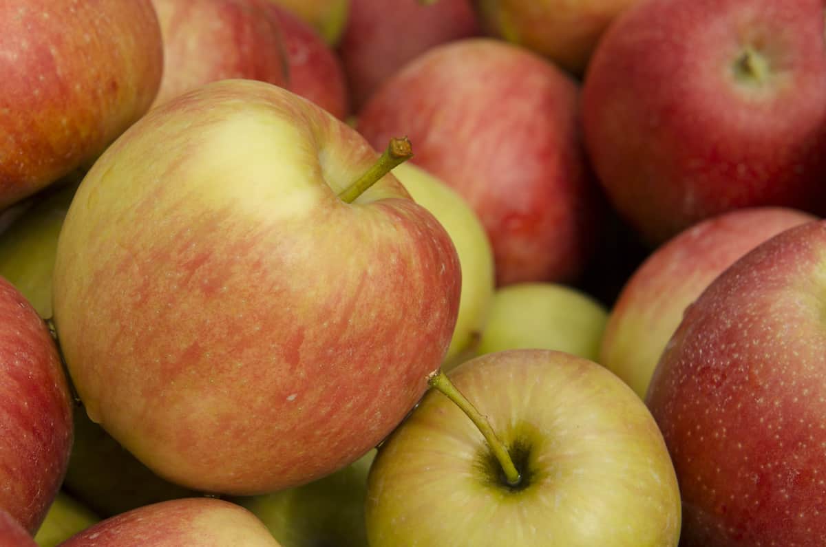 The 15 Best Apple Orchards in New Jersey - Minneopa Orchards