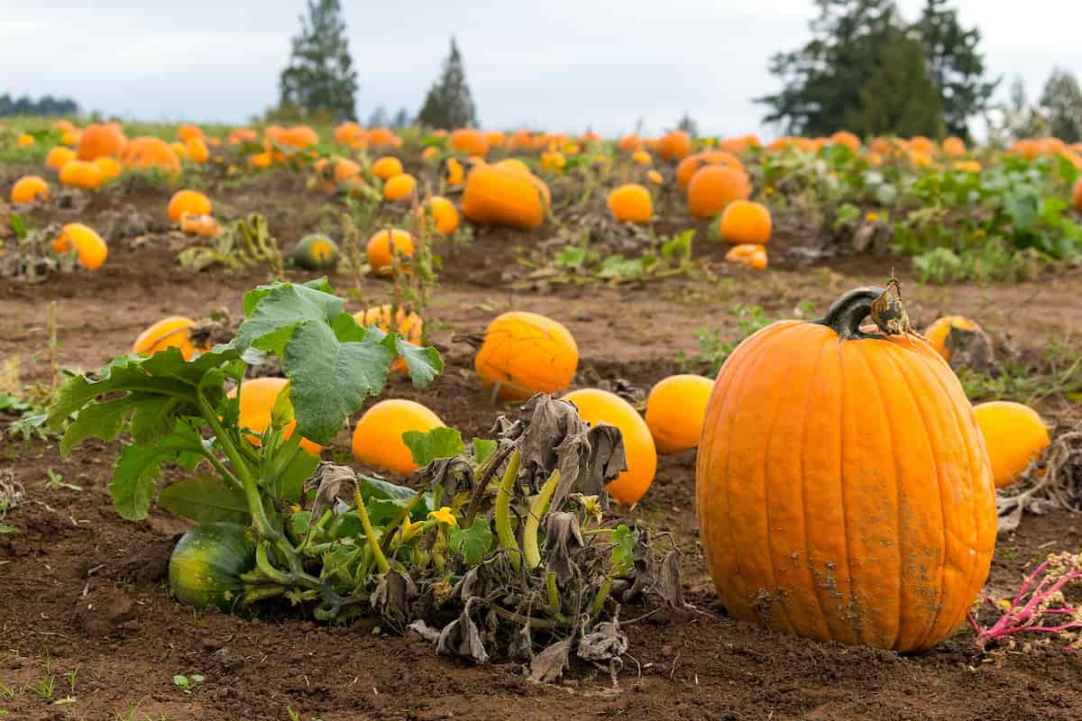 The 16 Best Pumpkin Patches in Alabama - Minneopa Orchards