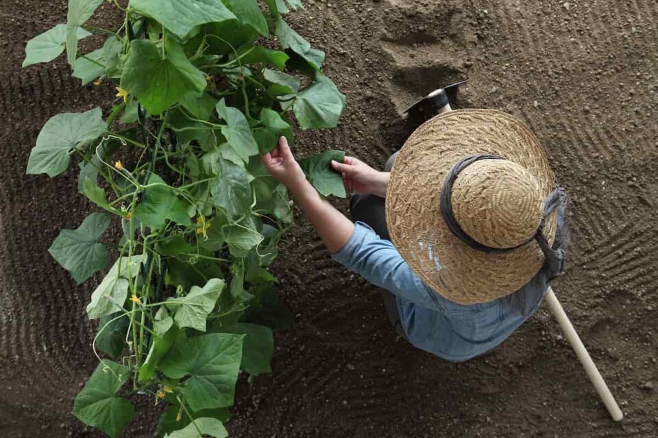 5 Best Gardening Hats to Keep the Sun Off - Minneopa Orchards