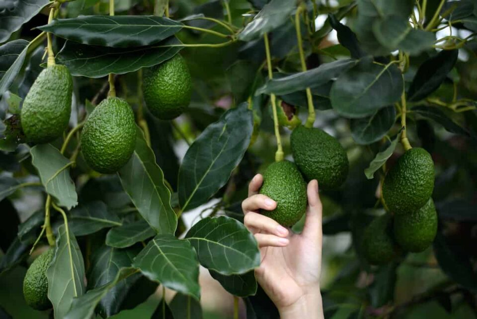 The Gem Avocado Tree - Minneopa Orchards
