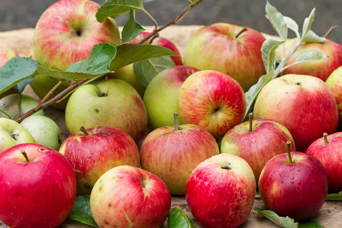 Kumquat Trees - Minneopa Orchards