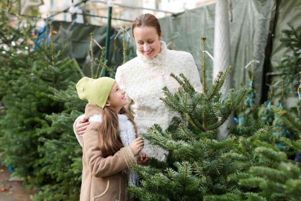 The 7 Best Christmas Tree Farms in Indiana - Minneopa Orchards