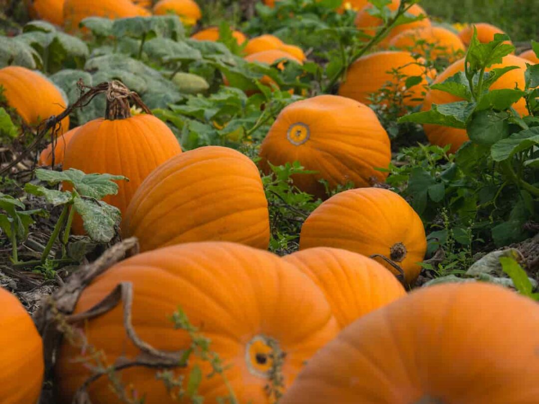 The 16 Best Pumpkin Patches in Pennsylvania - Minneopa Orchards