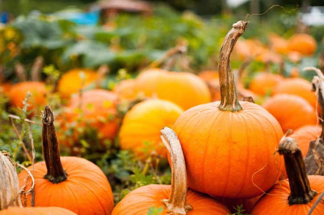 The 6 Best Pumpkin Patches in Hawaii - Minneopa Orchards