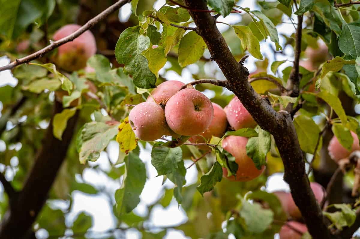 The 5 Best Apple Orchards in Nevada - Minneopa Orchards
