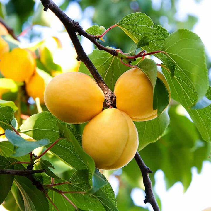 Apricots - Minneopa Orchards