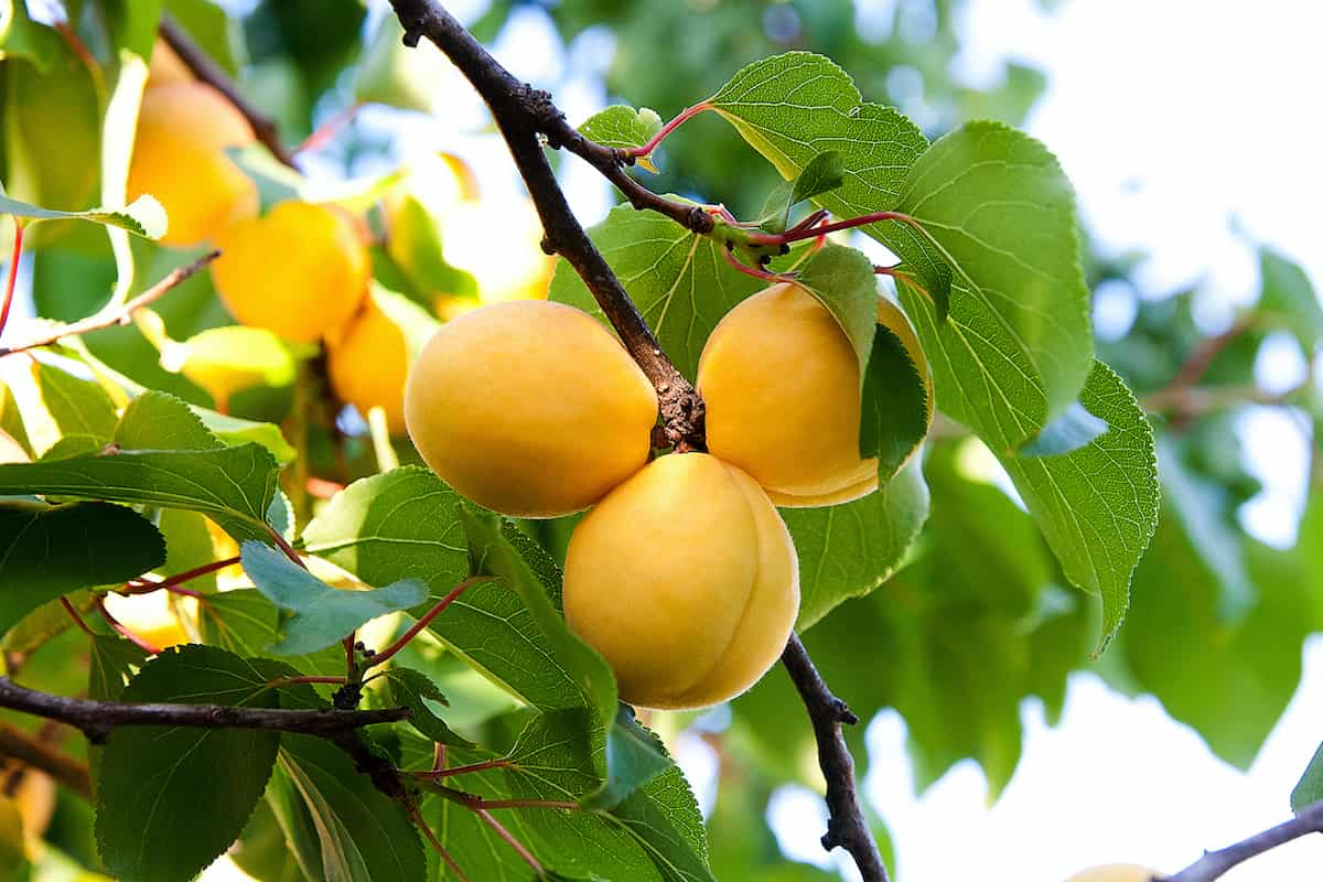 Apricot Trees - Minneopa Orchards