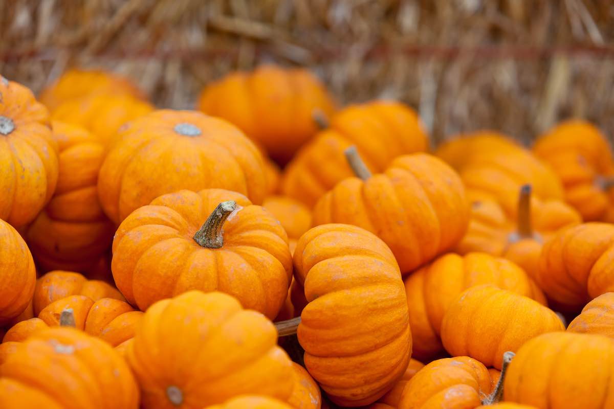The 9 Best Pumpkin Patches in Rhode Island - Minneopa Orchards