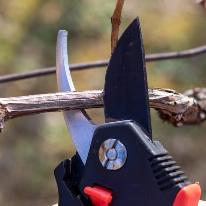 Tools Pruning - Minneopa Orchards