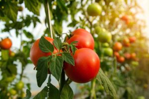 All About the Oregon Spring Tomato - Minneopa Orchards