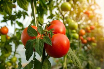 All About the Mountain Fresh Tomato - Minneopa Orchards