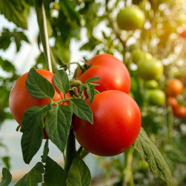 Blog - Minneopa Orchards