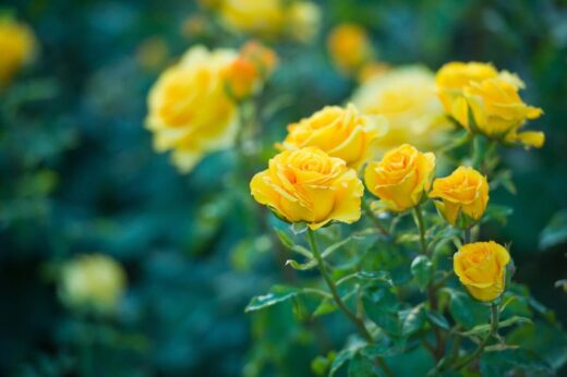 The Complete Guide to Transplanting Rose Bushes in 5 Simple Steps ...