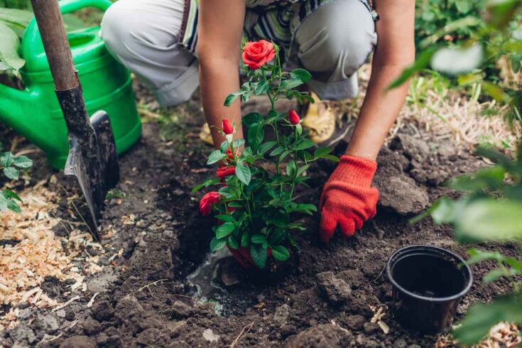 The Complete Guide to Transplanting Rose Bushes in 5 Simple Steps ...