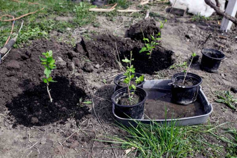 The Complete Guide to Transplanting Rose Bushes in 5 Simple Steps ...