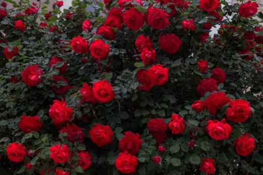 The Complete Guide to Transplanting Rose Bushes in 5 Simple Steps ...
