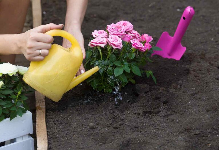 The Complete Guide to Transplanting Rose Bushes in 5 Simple Steps ...
