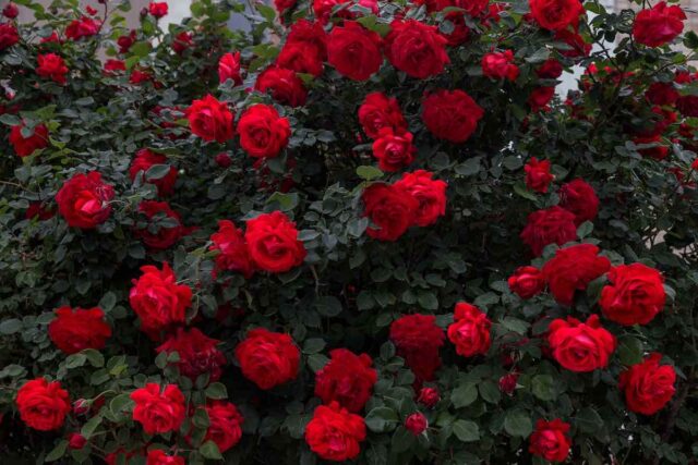 The Complete Guide to Transplanting Rose Bushes in 5 Simple Steps ...