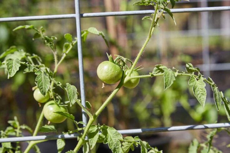 7 Best Tomato Trellis Ideas for Your Backyard - Minneopa Orchards