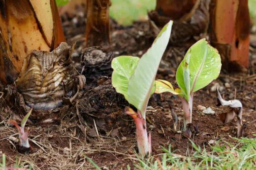 Banana Tree Flowering Stages - Minneopa Orchards