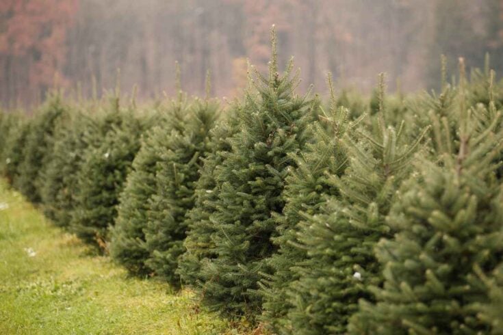 The 9 Best Christmas Tree Farms in Vermont - Minneopa Orchards