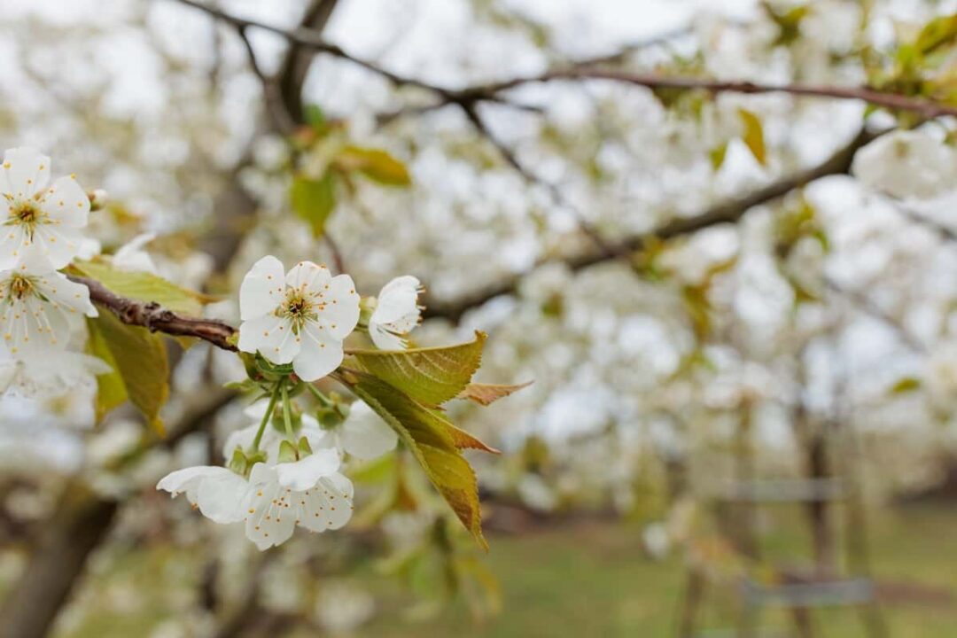 How to Grow an Apricot Tree From Seed - Minneopa Orchards