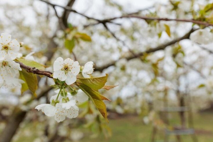 How to Grow an Apricot Tree From Seed - Minneopa Orchards