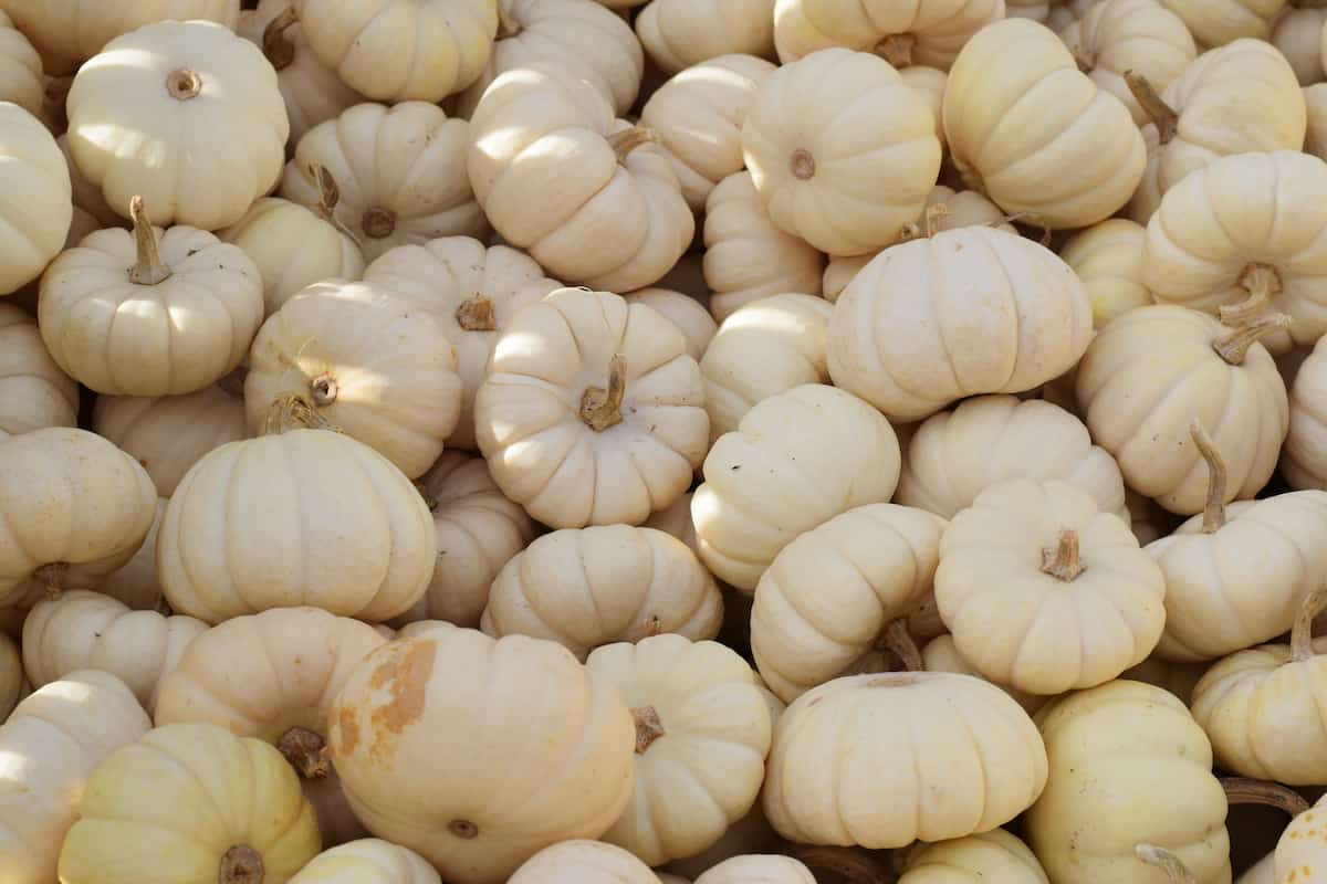 How To Paint Pumpkins - Minneopa Orchards