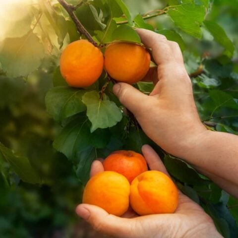 Apricot Varieties - Minneopa Orchards