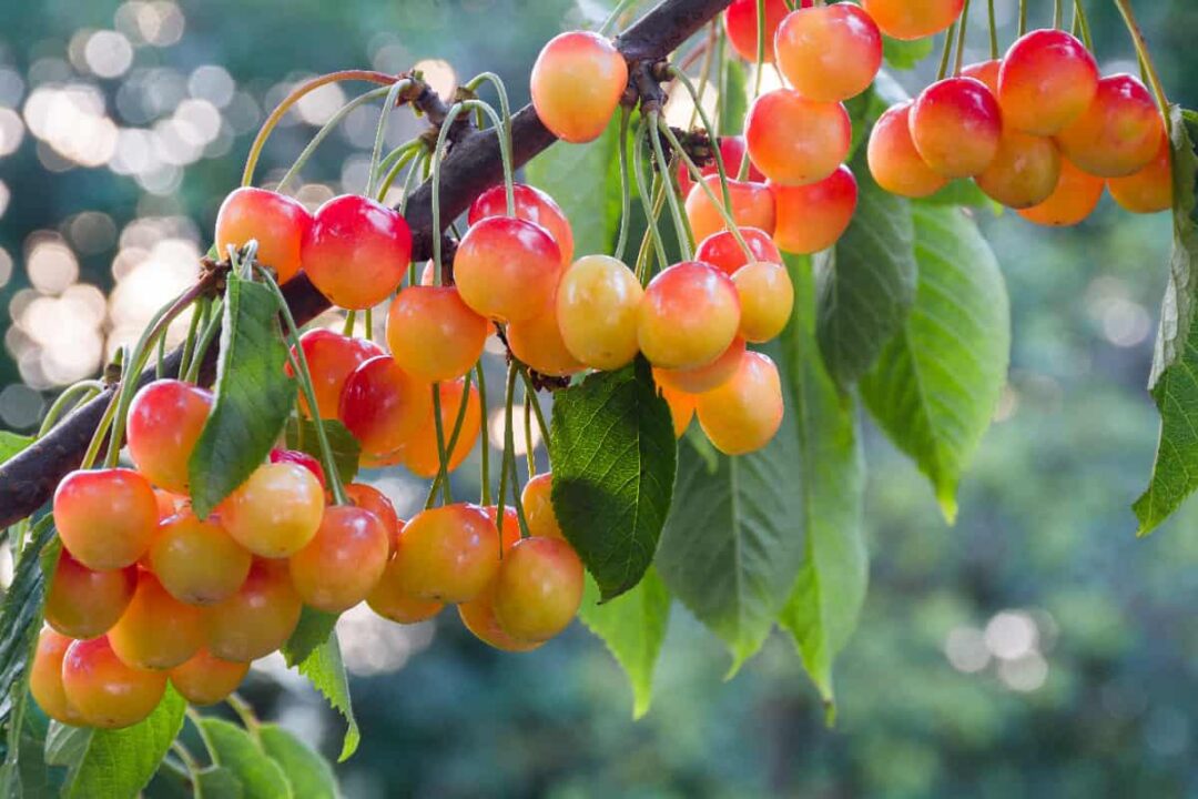 The Best Soil for Cherry Trees - Minneopa Orchards