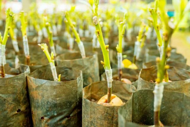 Transplanting Avocado Trees - Minneopa Orchards
