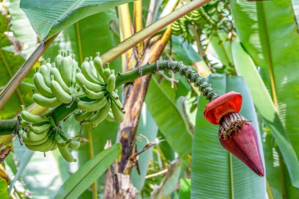 Banana Tree Flowering Stages - Minneopa Orchards