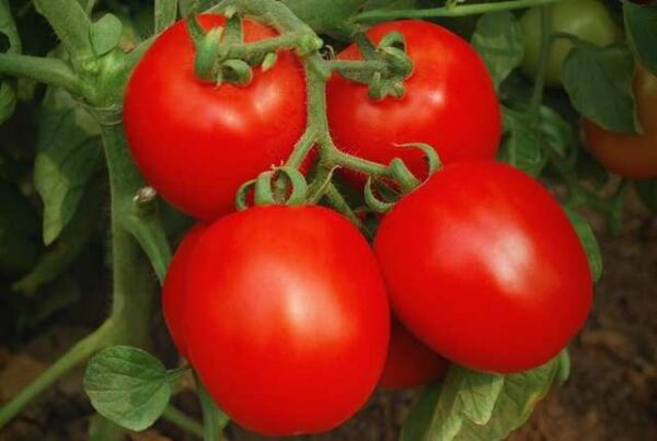 11 Best Growing Tomatoes for New Gardeners - Minneopa Orchards