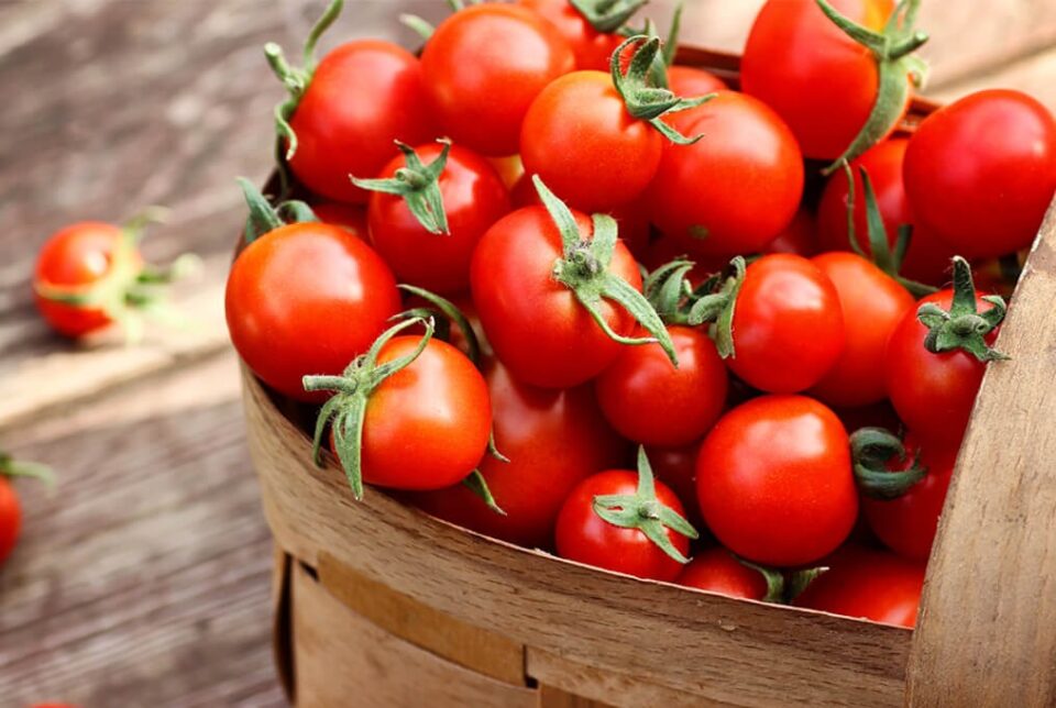 11 Best Cherry Tomato Varieties - Minneopa Orchards