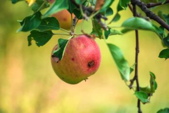 13 Apple Tree Pests: How to Get Rid of and Prevent Them on Apple Trees ...