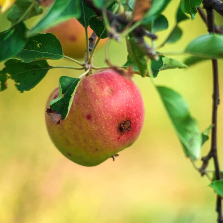 Apples - Minneopa Orchards