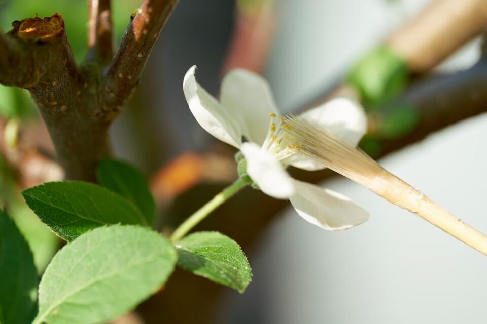 The Complete Guide to Orange Tree Pollination - Minneopa Orchards