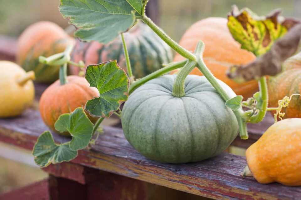 How to Grow a Pumpkin Patch - Minneopa Orchards