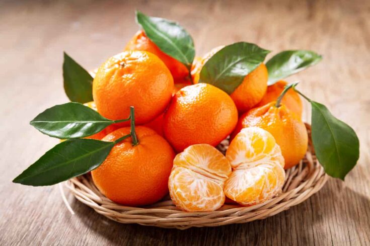 All About the Super Nova Mandarin Tree - Minneopa Orchards