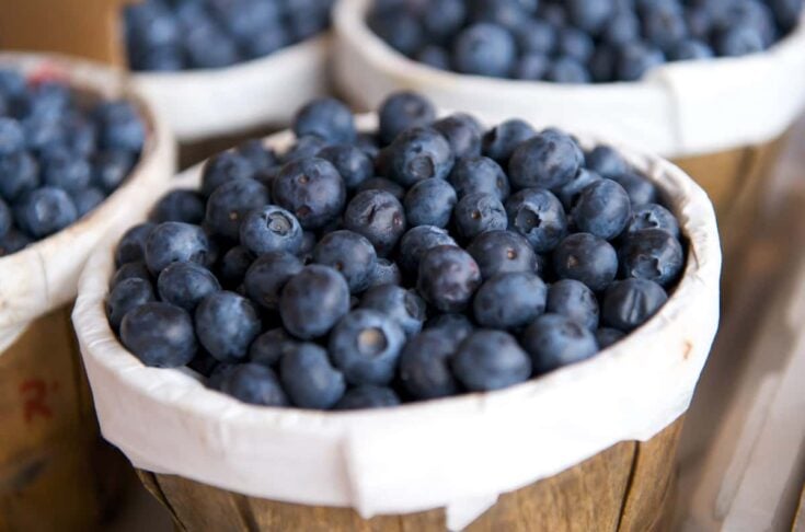 Blueberries - Minneopa Orchards