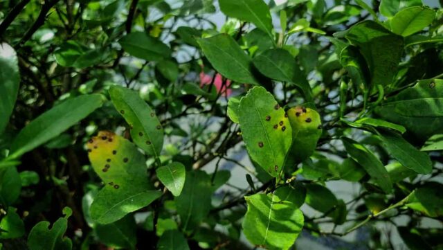 7 Orange Tree Diseases: How to Identify and Treat Them - Minneopa Orchards