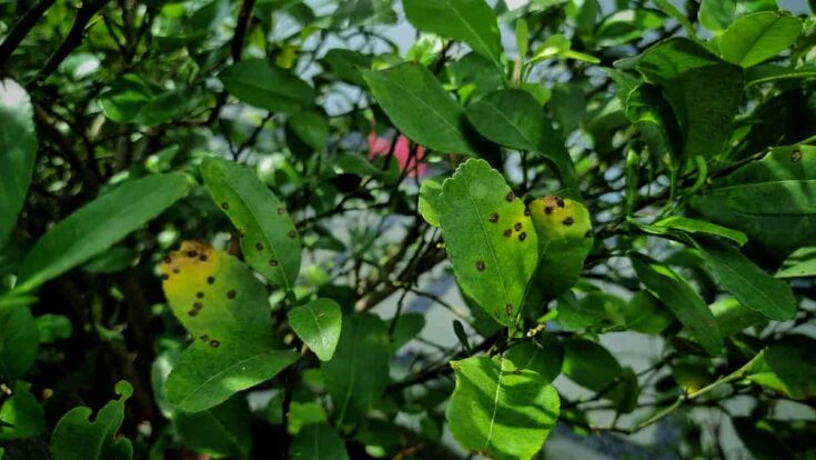 7 Orange Tree Diseases: How to Identify and Treat Them - Minneopa Orchards