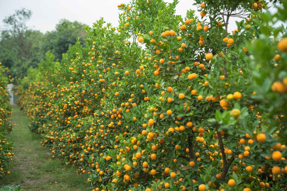 Everything You Need to Know About the Delicious Centennial Kumquat ...
