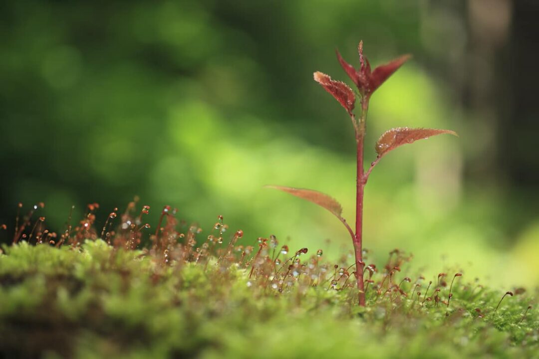 How to Plant Cherry Seeds - Minneopa Orchards
