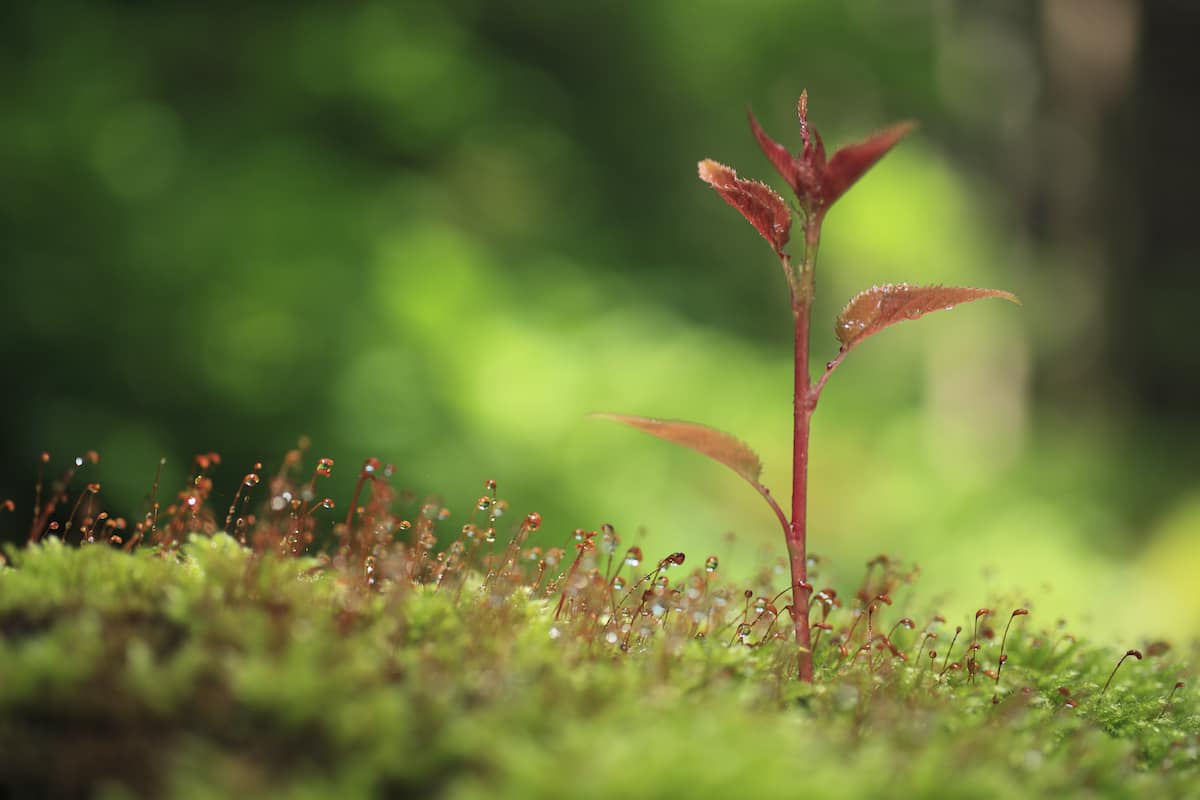 How to Plant Cherry Seeds - Minneopa Orchards