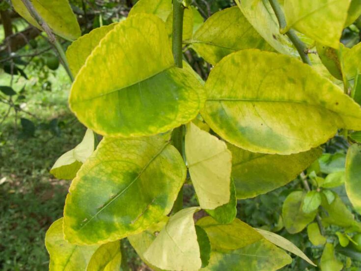 7 Orange Tree Diseases: How to Identify and Treat Them - Minneopa Orchards