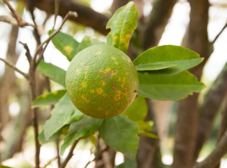 7 Orange Tree Diseases: How to Identify and Treat Them - Minneopa Orchards
