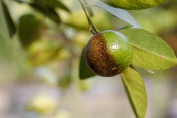 7 Orange Tree Diseases: How to Identify and Treat Them - Minneopa Orchards