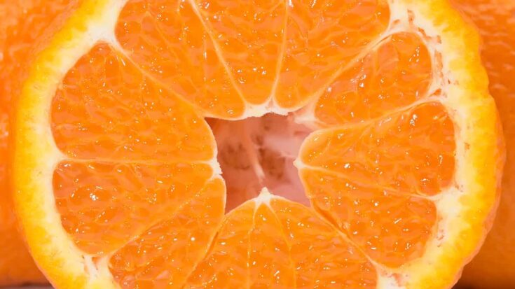 All About the Shiranui Mandarin - Minneopa Orchards
