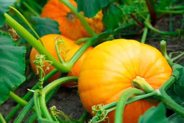 Pumpkin Water Guide: Everything You Need To Know About Watering Pumpkin ...